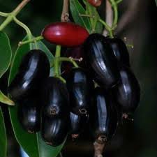 Jambul Fruit Tree