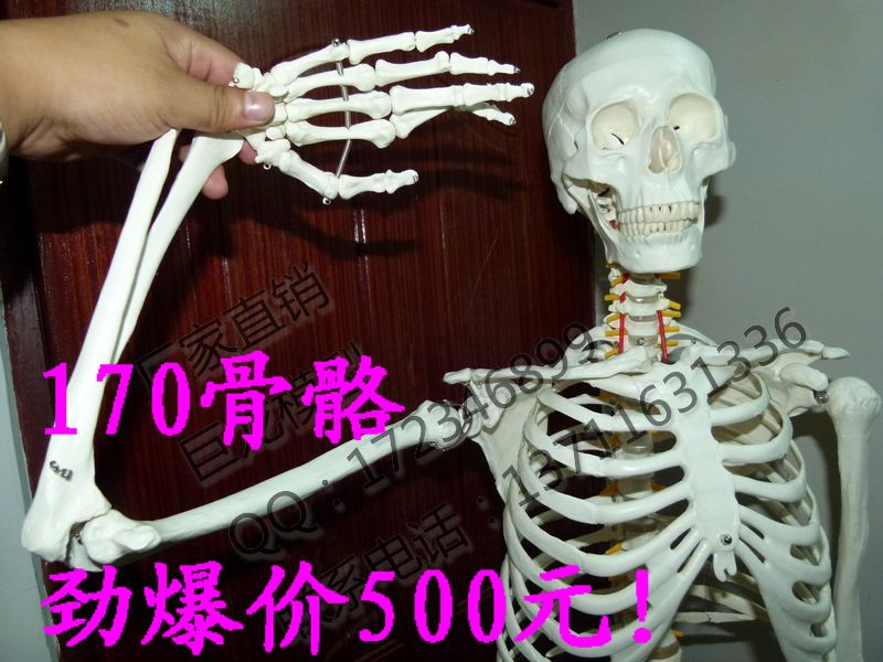 Купить стандартные 170 см человеческий скелет высокого качества тела ...